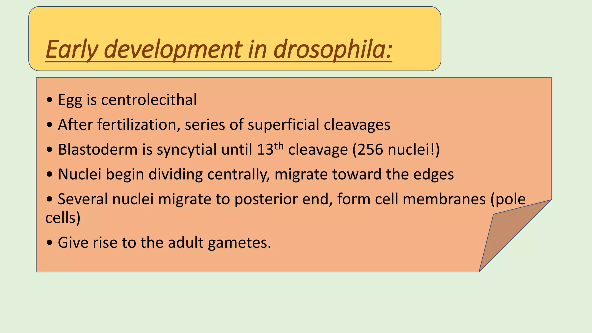 early development in drosophila by bisma3.pptx