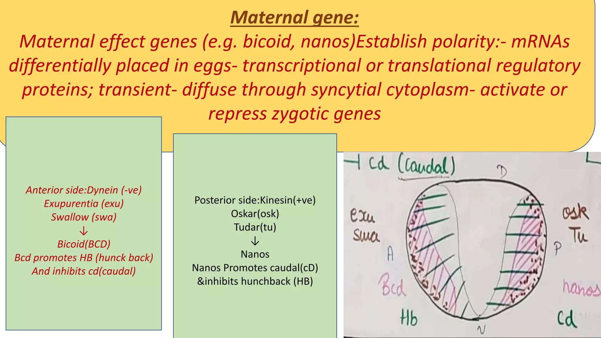 early development in drosophila by bisma3.pptx