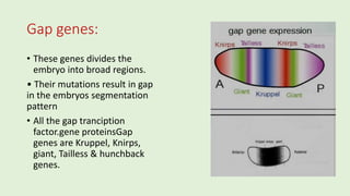 early development in drosophila by bisma3.pptx