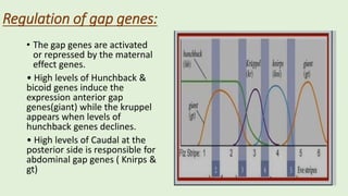 early development in drosophila by bisma3.pptx