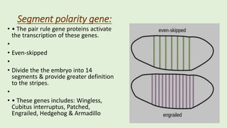 early development in drosophila by bisma3.pptx