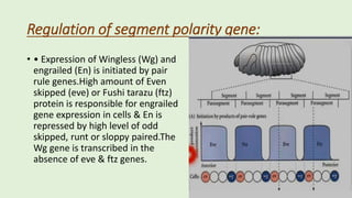early development in drosophila by bisma3.pptx