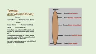 early development in drosophila by bisma3.pptx