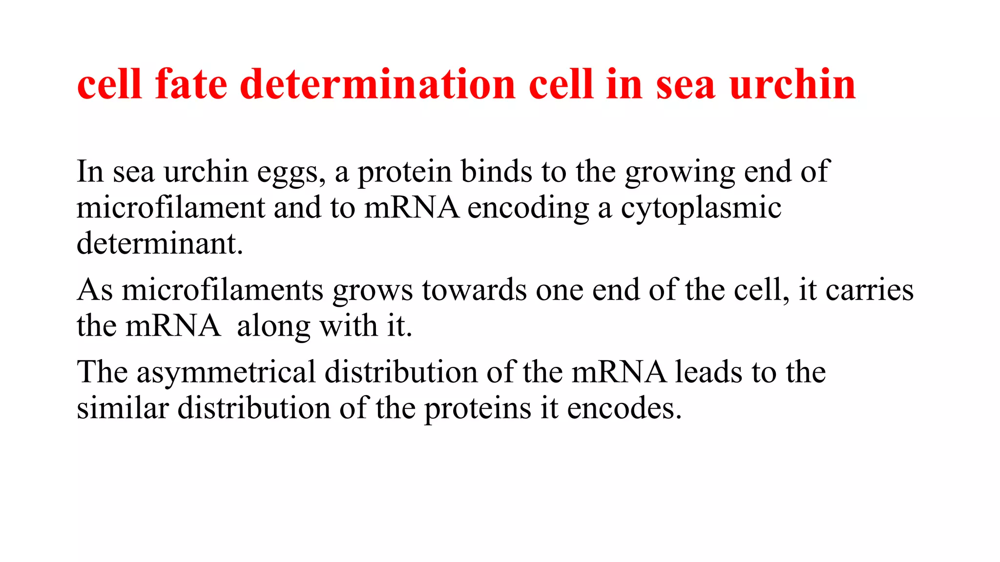 Early development in sea urchin | PPTX
