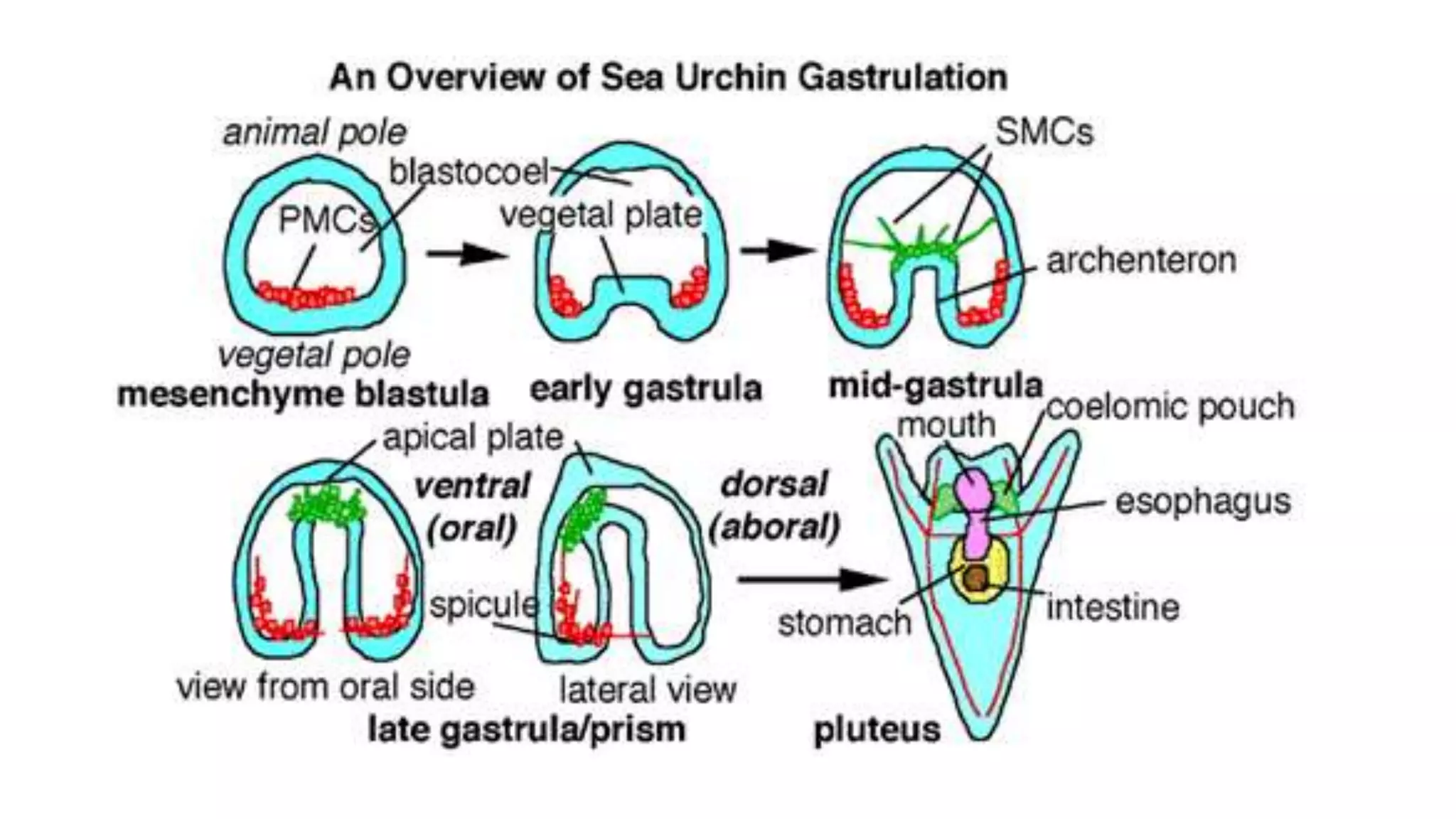 Early development in sea urchin | PPTX