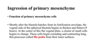 Early development in sea urchin | PPTX