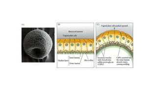Early development in sea urchin | PPTX