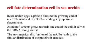 Early development in sea urchin | PPTX