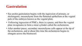 Early development in sea urchin | PPTX