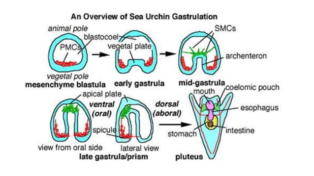 Early development in sea urchin | PPTX | Biological Sciences | Science