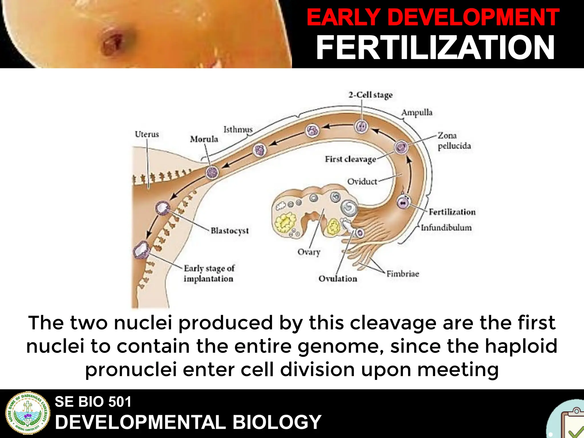 Early Development of Mammals (Mouse and Human).pdf