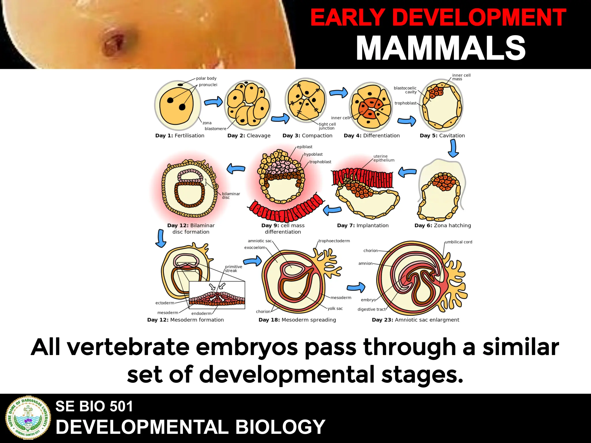 Early Development of Mammals (Mouse and Human).pdf