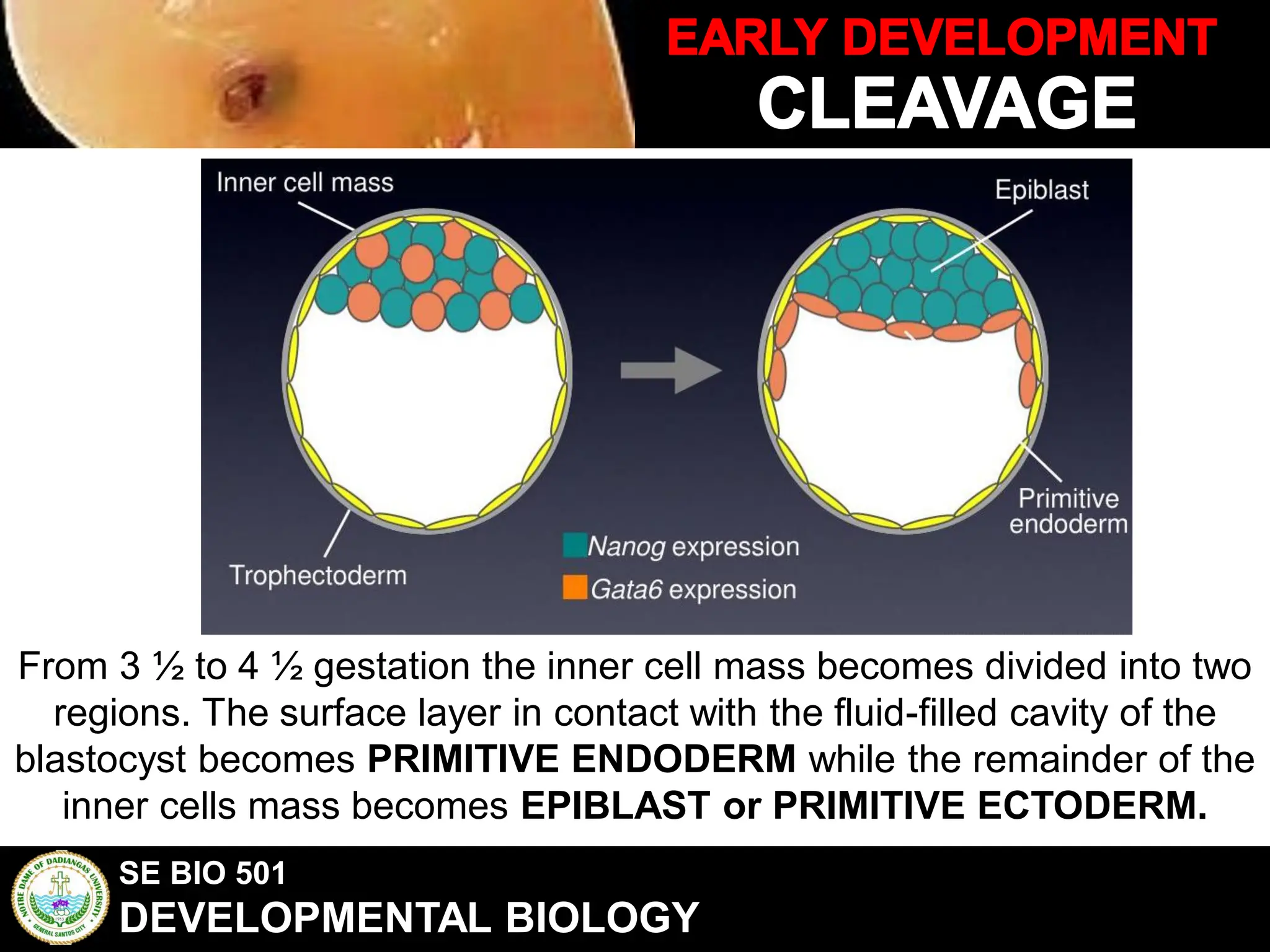 Early Development of Mammals (Mouse and Human).pdf