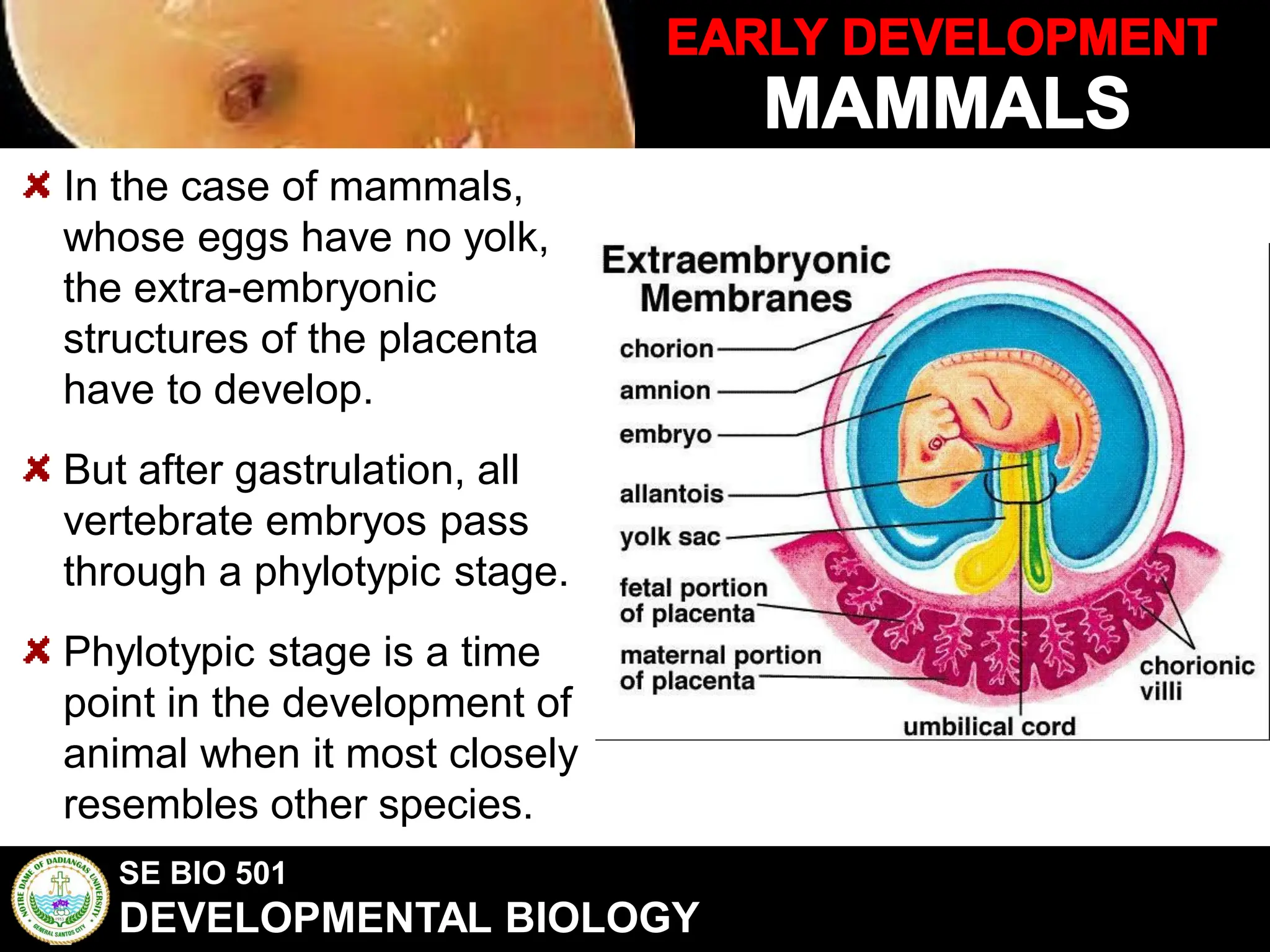 Early Development of Mammals (Mouse and Human).pdf