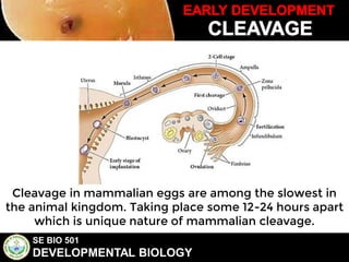 Early Development of Mammals (Mouse and Human).pdf