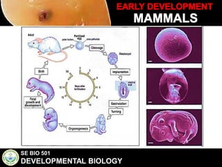 Early Development of Mammals (Mouse and Human).pdf