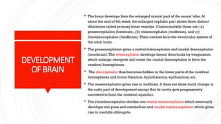 Early Development of the Nervous System: From Neural Tube to Brain ...