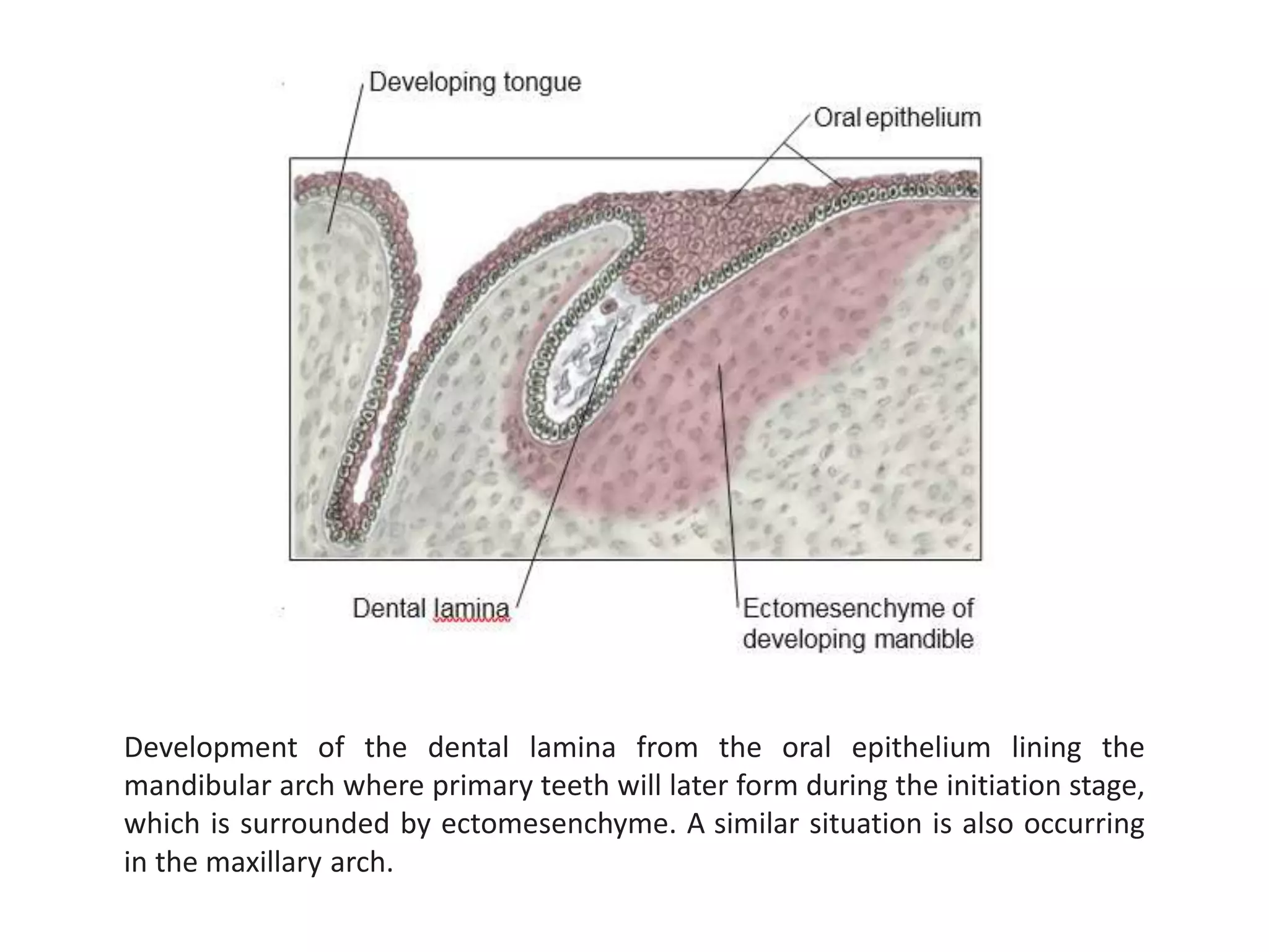 Early development of tooth.ppt