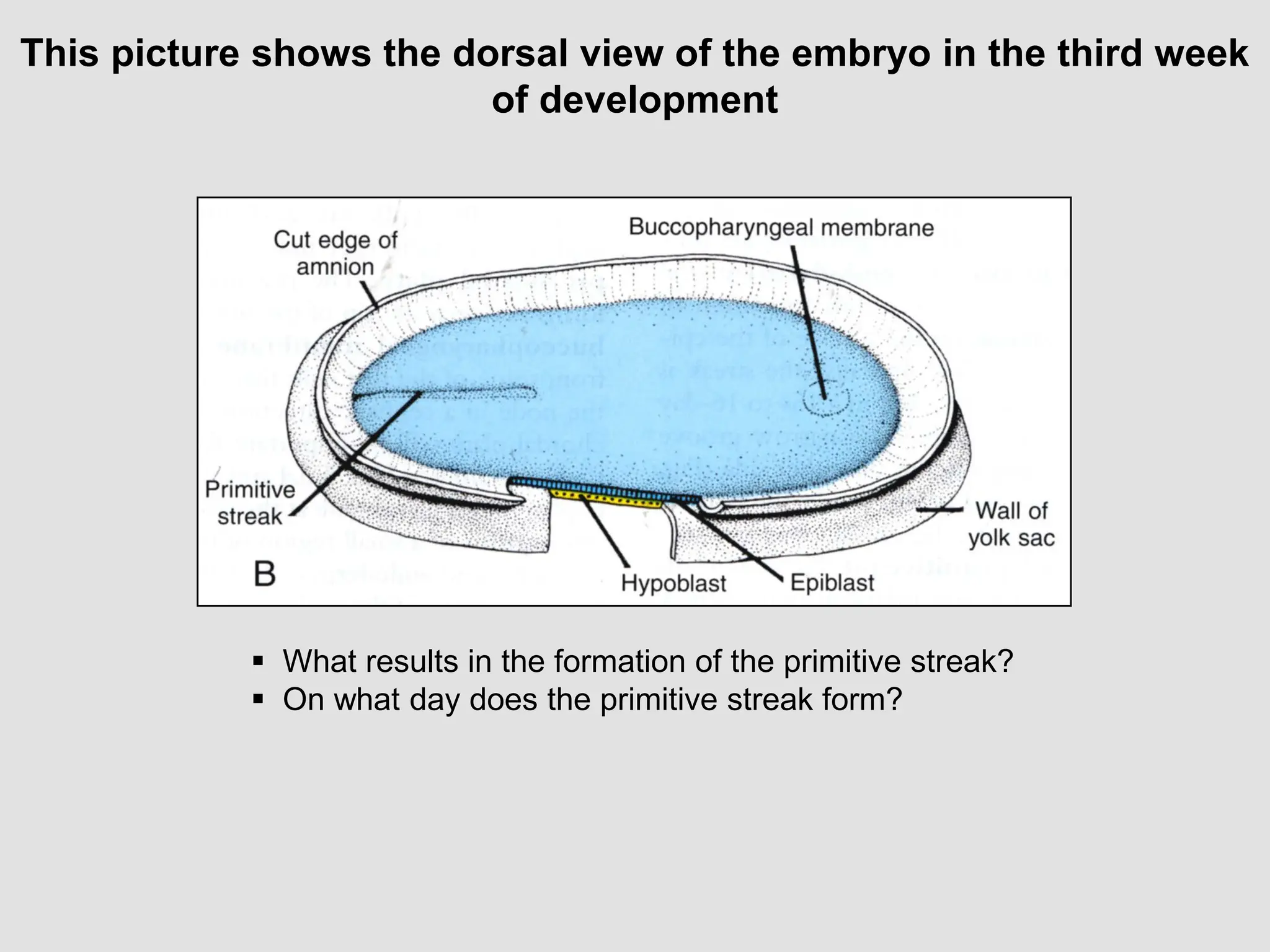 EARLY EMBRYOGENESIS Article with diagrams | PDF