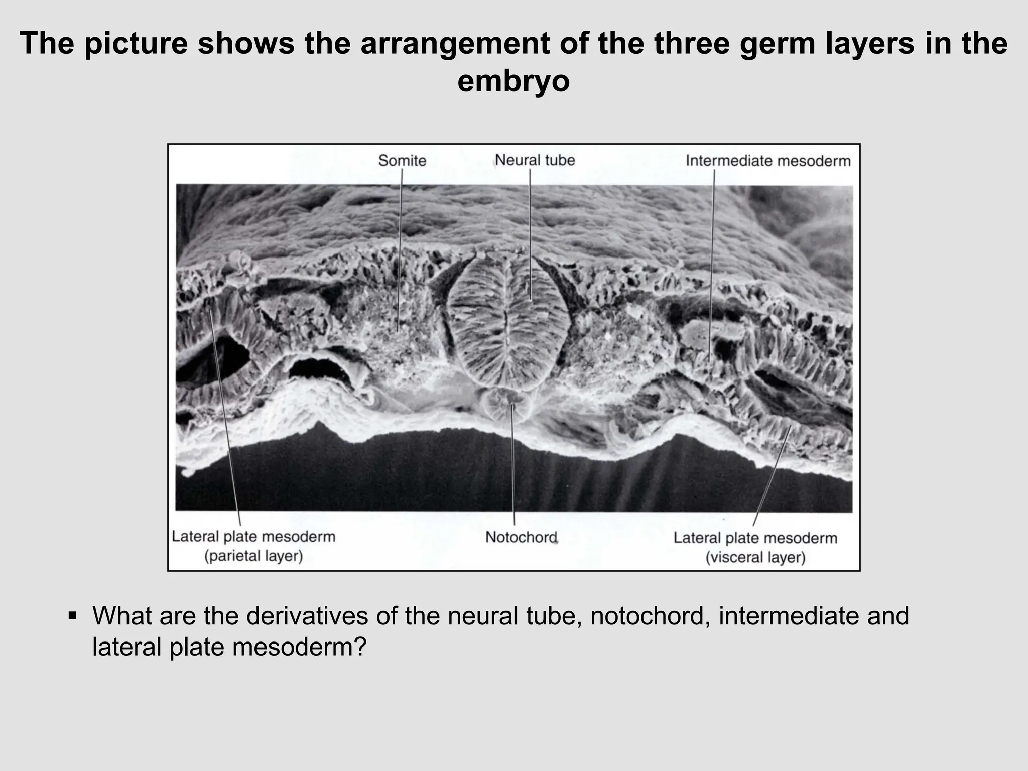 EARLY EMBRYOGENESIS Article with diagrams | PDF
