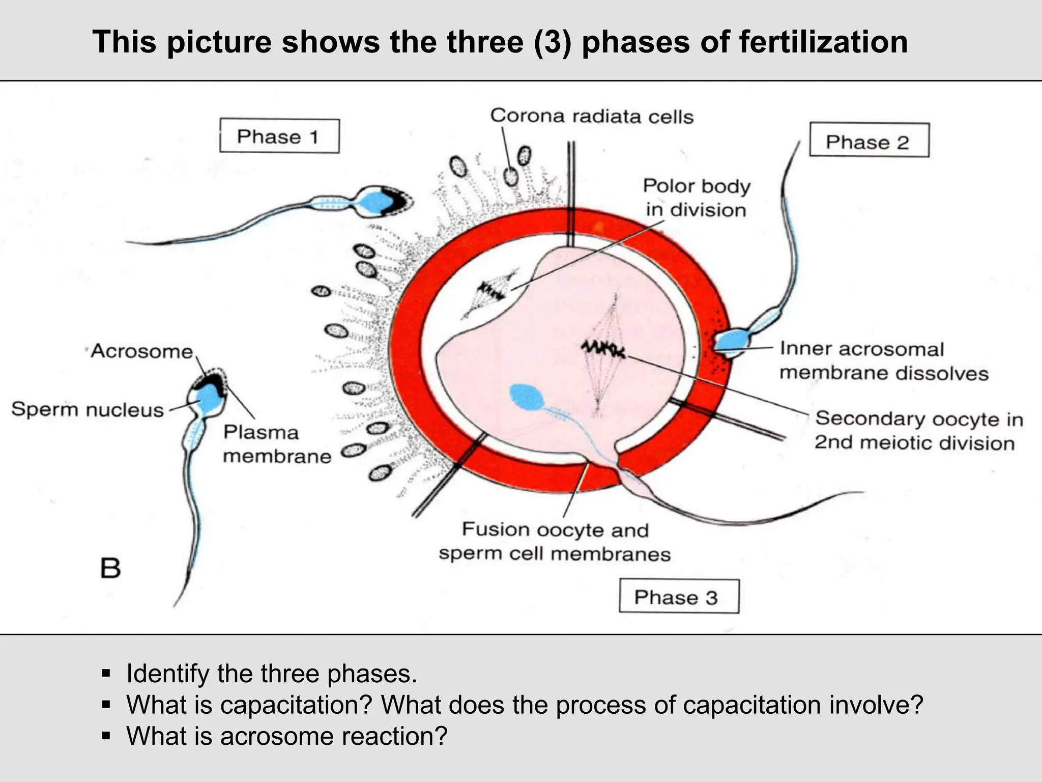 EARLY EMBRYOGENESIS Article with diagrams | PDF