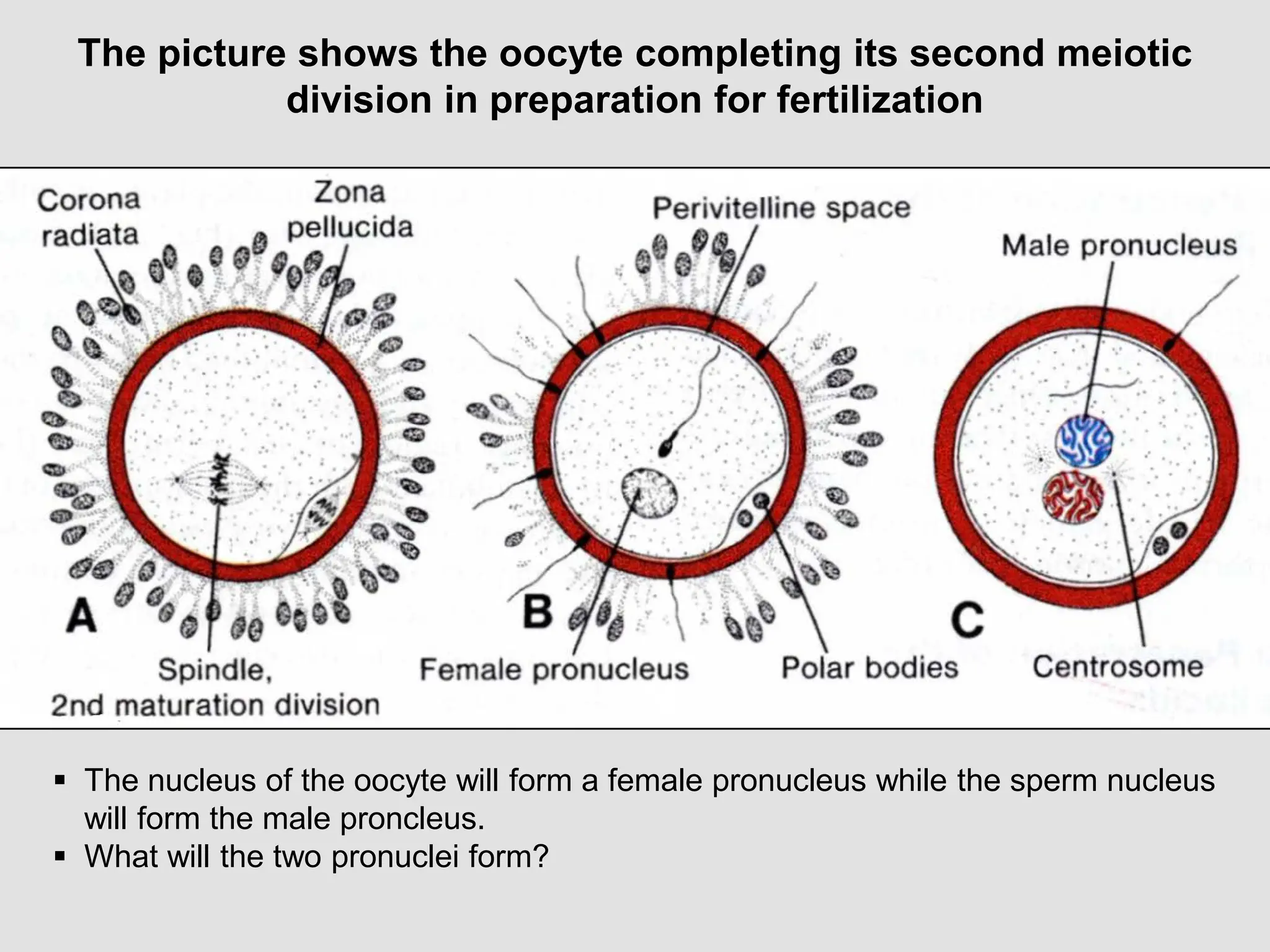 EARLY EMBRYOGENESIS Article with diagrams | PDF