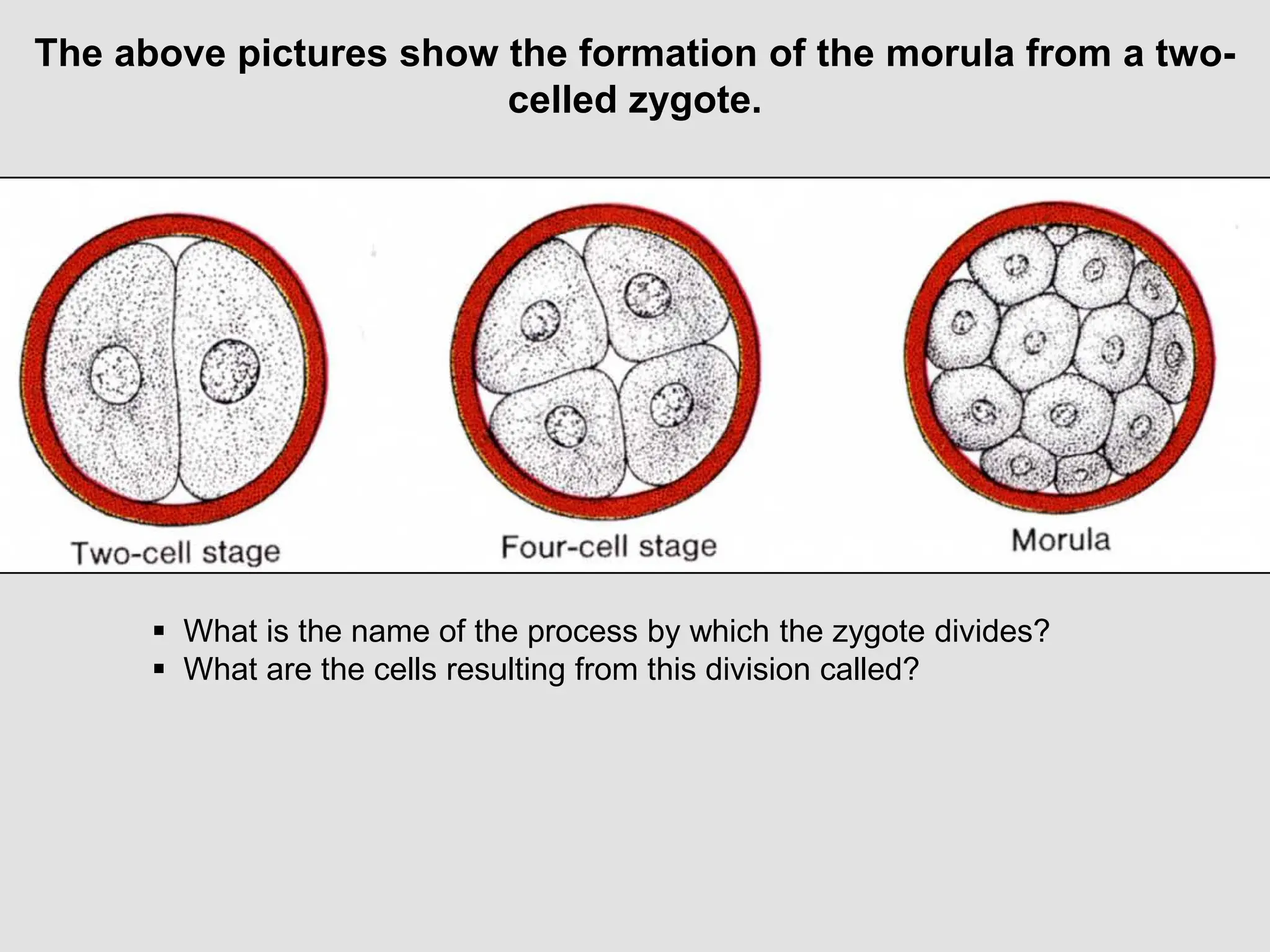 EARLY EMBRYOGENESIS Article with diagrams | PDF