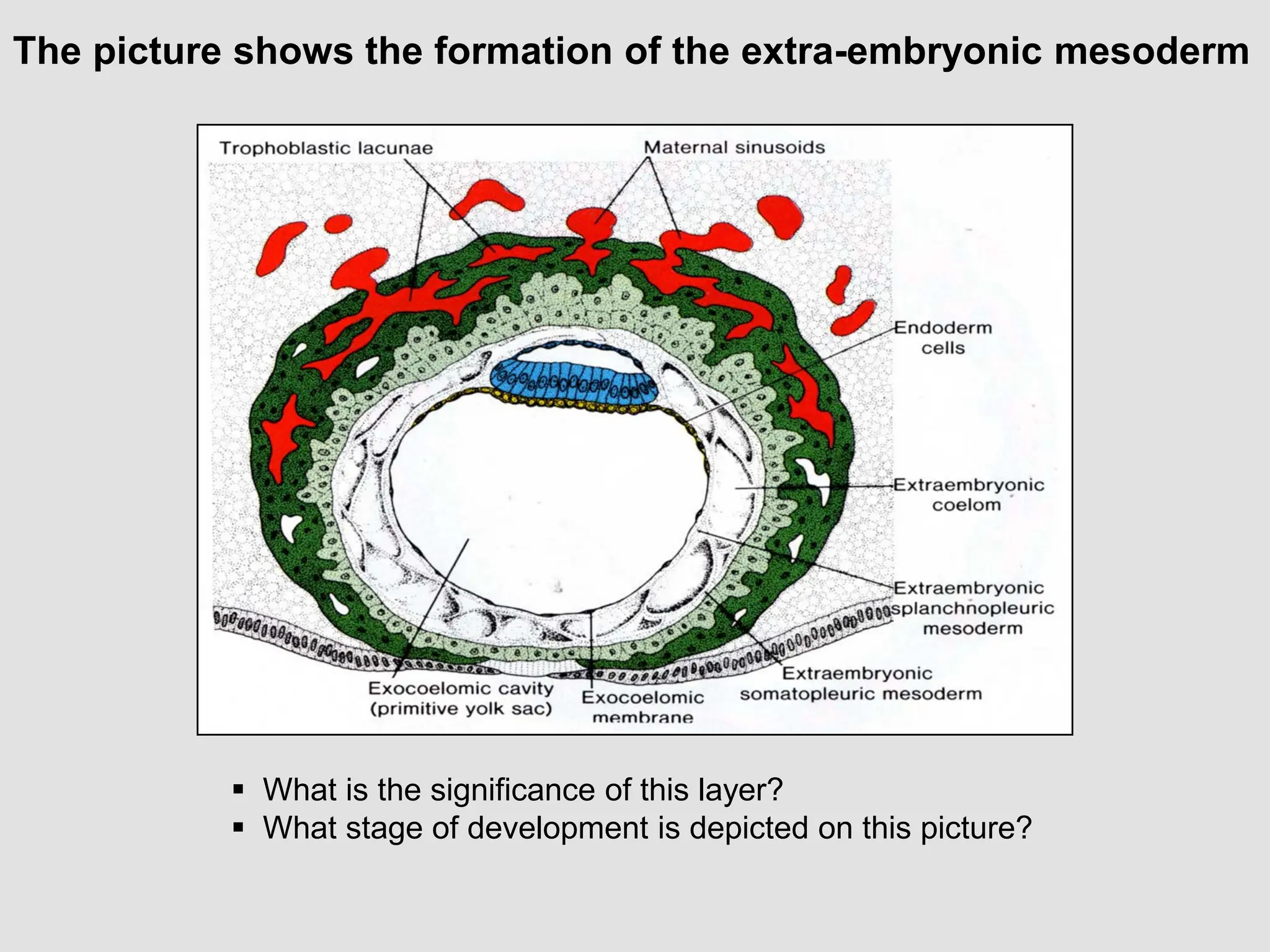 EARLY EMBRYOGENESIS Article with diagrams | PDF