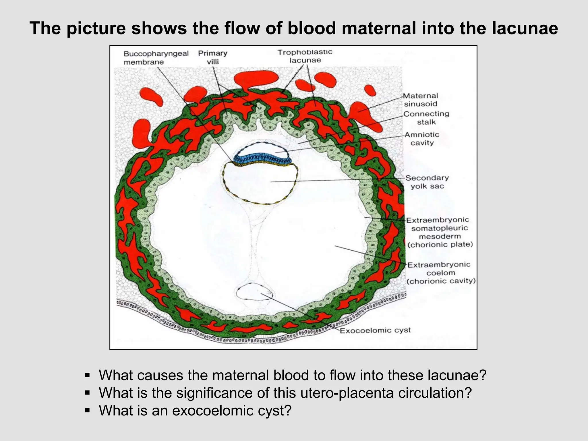 EARLY EMBRYOGENESIS Article with diagrams | PDF