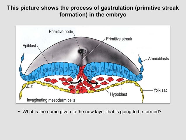 EARLY EMBRYOGENESIS Article with diagrams | PPT