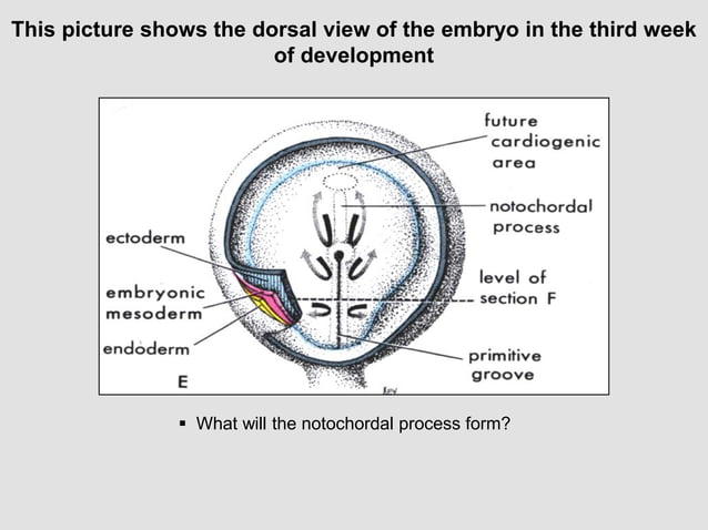 EARLY EMBRYOGENESIS Article with diagrams | PPT