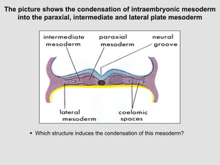 EARLY EMBRYOGENESIS Article with diagrams | PDF