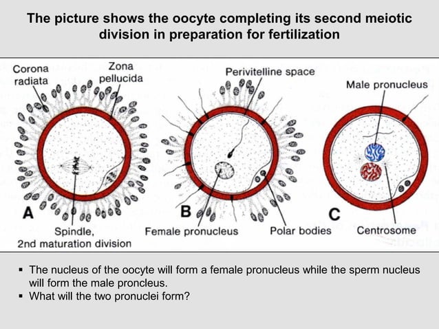 EARLY EMBRYOGENESIS Article with diagrams | PPT