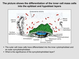 EARLY EMBRYOGENESIS Article with diagrams | PDF