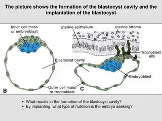 EARLY EMBRYOGENESIS Article with diagrams | PDF