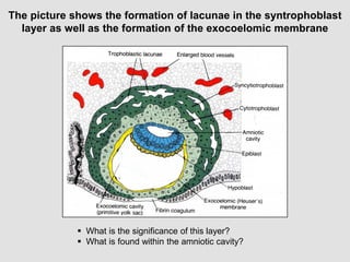EARLY EMBRYOGENESIS Article with diagrams | PDF