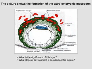 EARLY EMBRYOGENESIS Article with diagrams | PPT