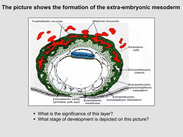 EARLY EMBRYOGENESIS Article with diagrams | PPT