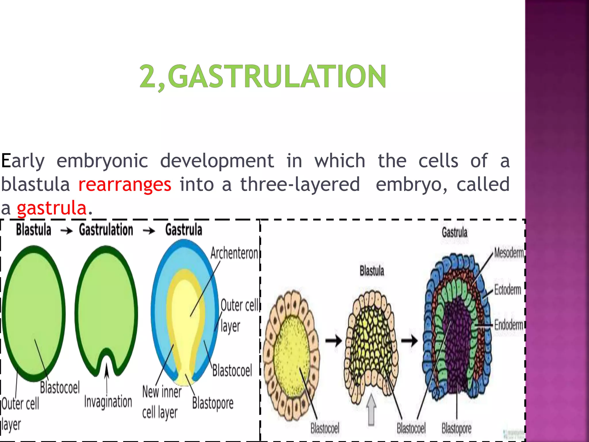 Early embryonic devlpmnt | PPTX