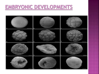 Early embryonic devlpmnt | PPTX