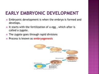 Early embryonic devlpmnt | PPTX