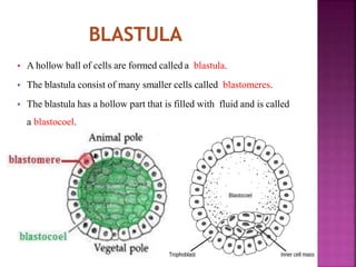 Early embryonic devlpmnt | PPTX