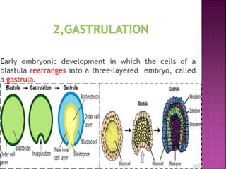 Early embryonic devlpmnt | PPTX