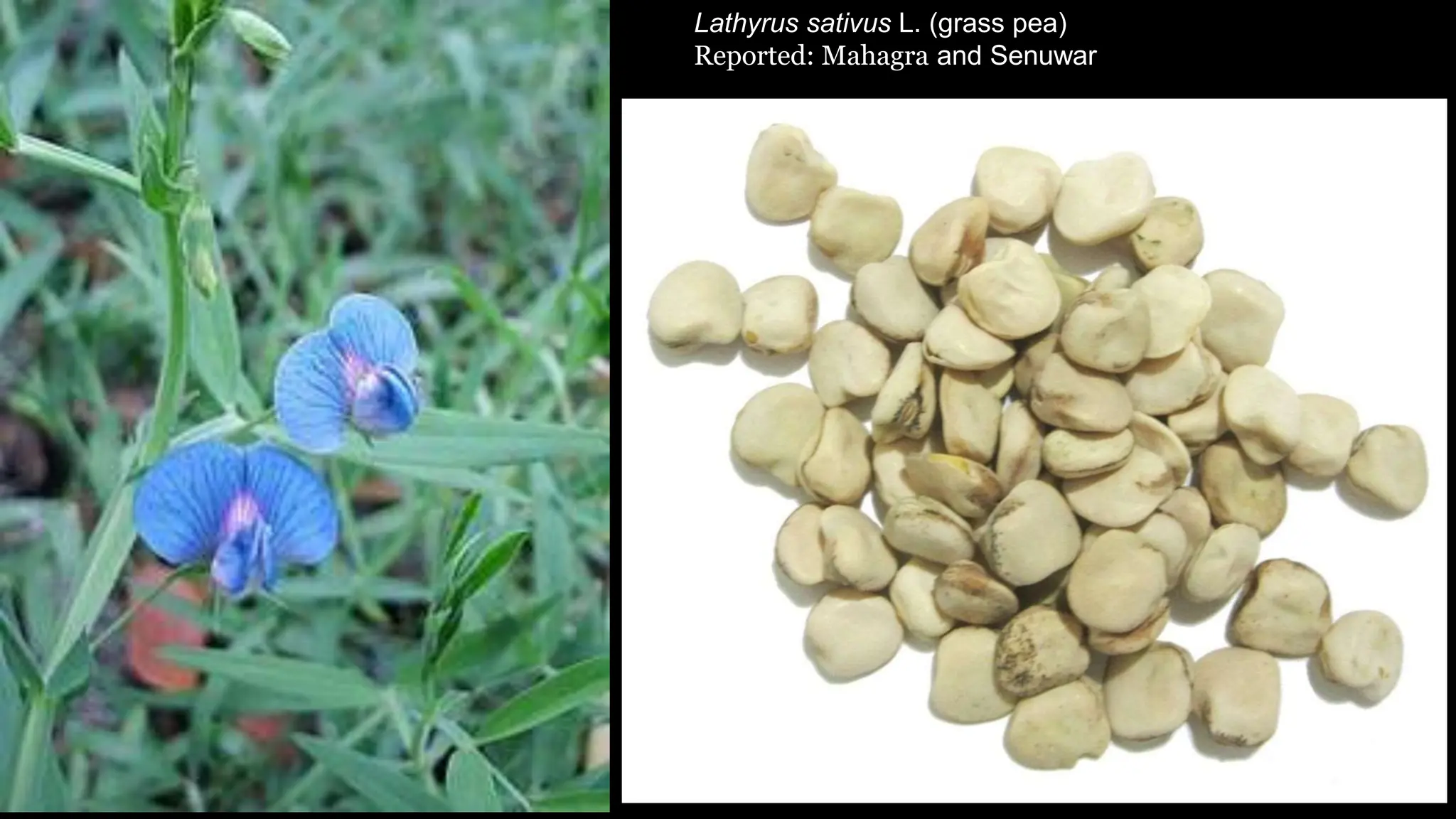 Early farming communities of Central India- Neolithic remains of Belan ...