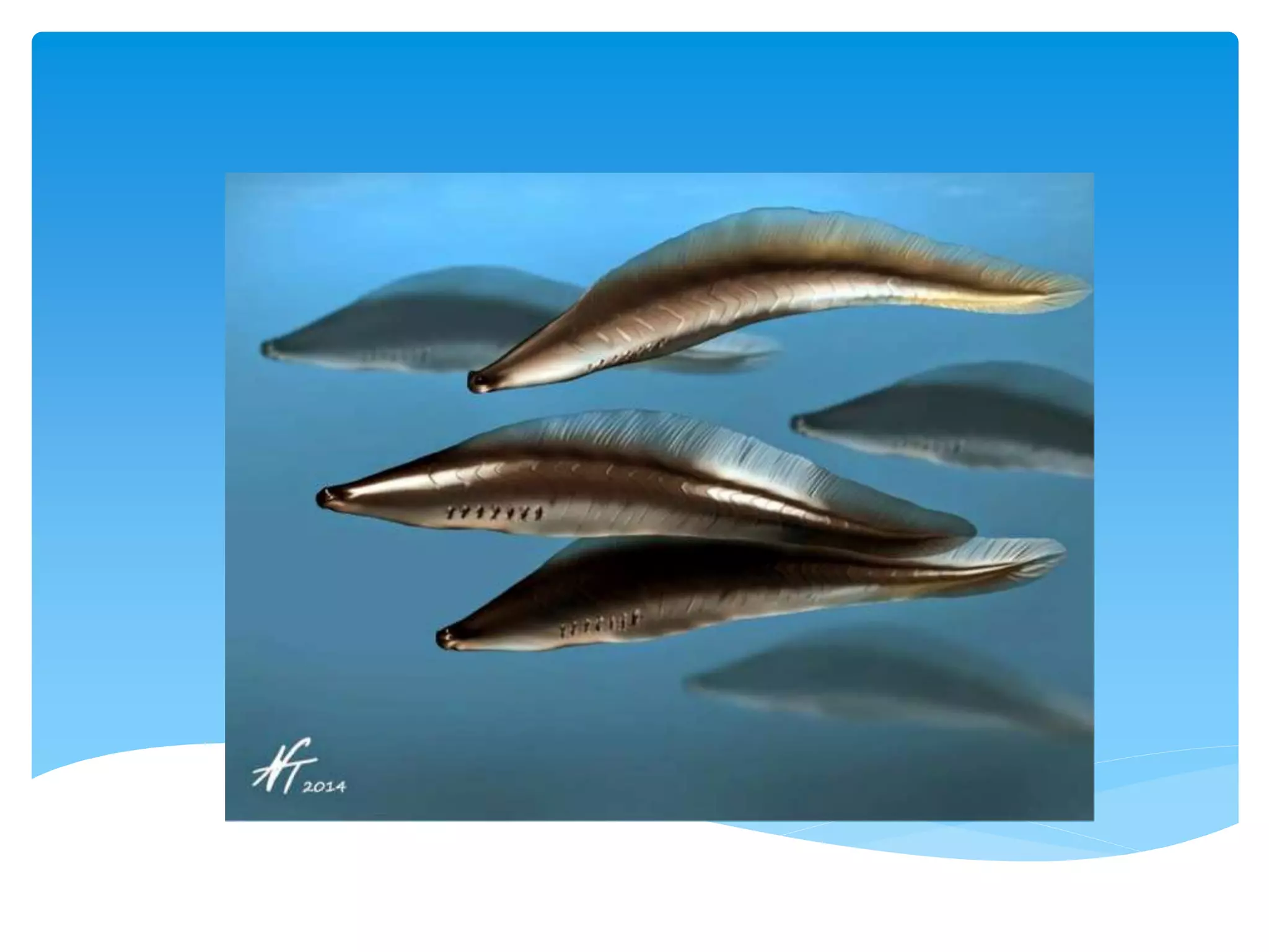 Evolution of fish (Early fish) | PPTX