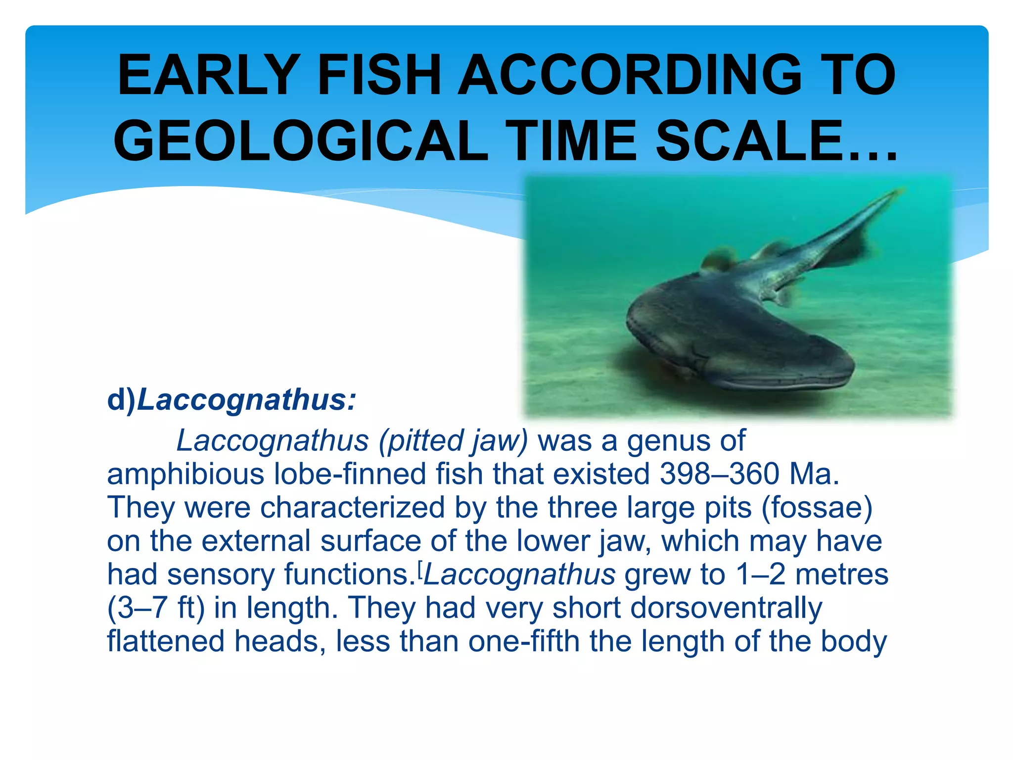 Evolution of fish (Early fish) | PPTX