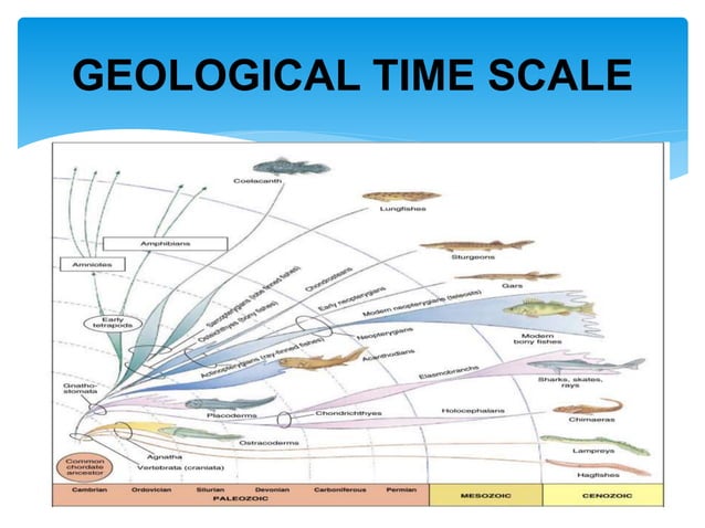 Evolution of fish (Early fish) | PPTX | Fish and Aquariums | Pets