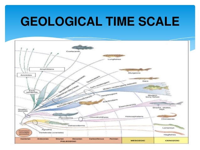 Evolution of fish (Early fish)
