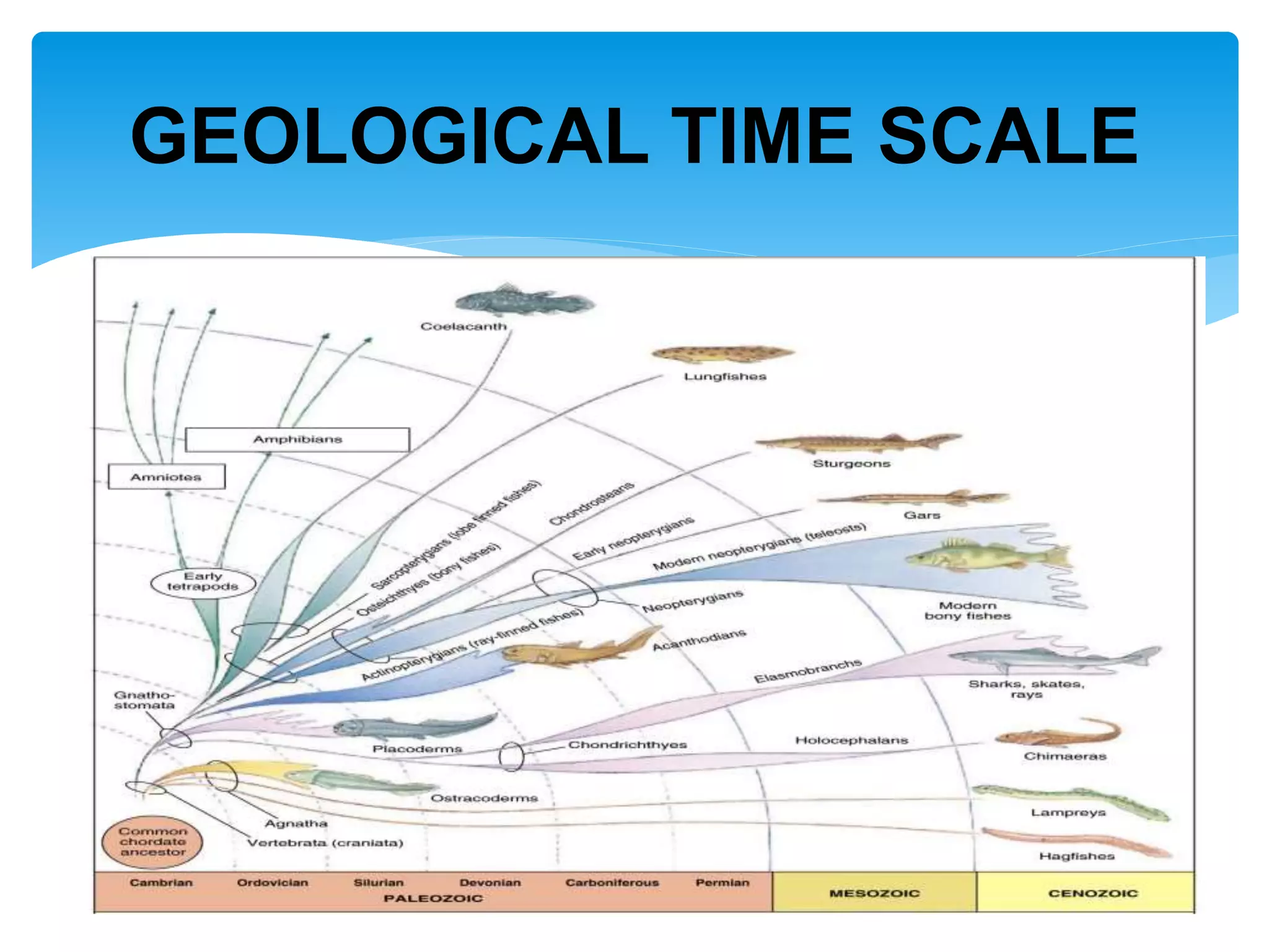 Evolution of fish (Early fish) | PPTX