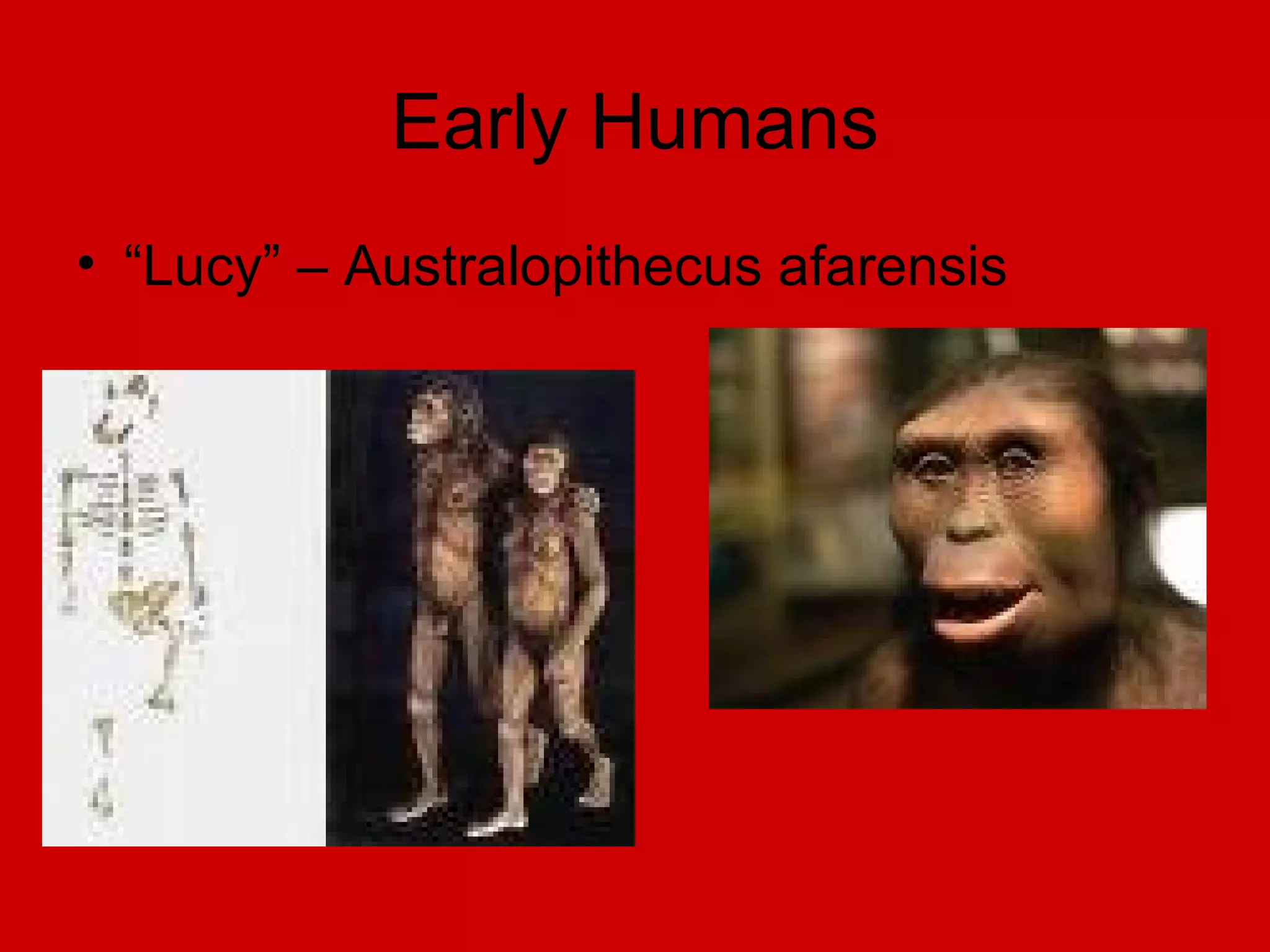 Early humans | PPT
